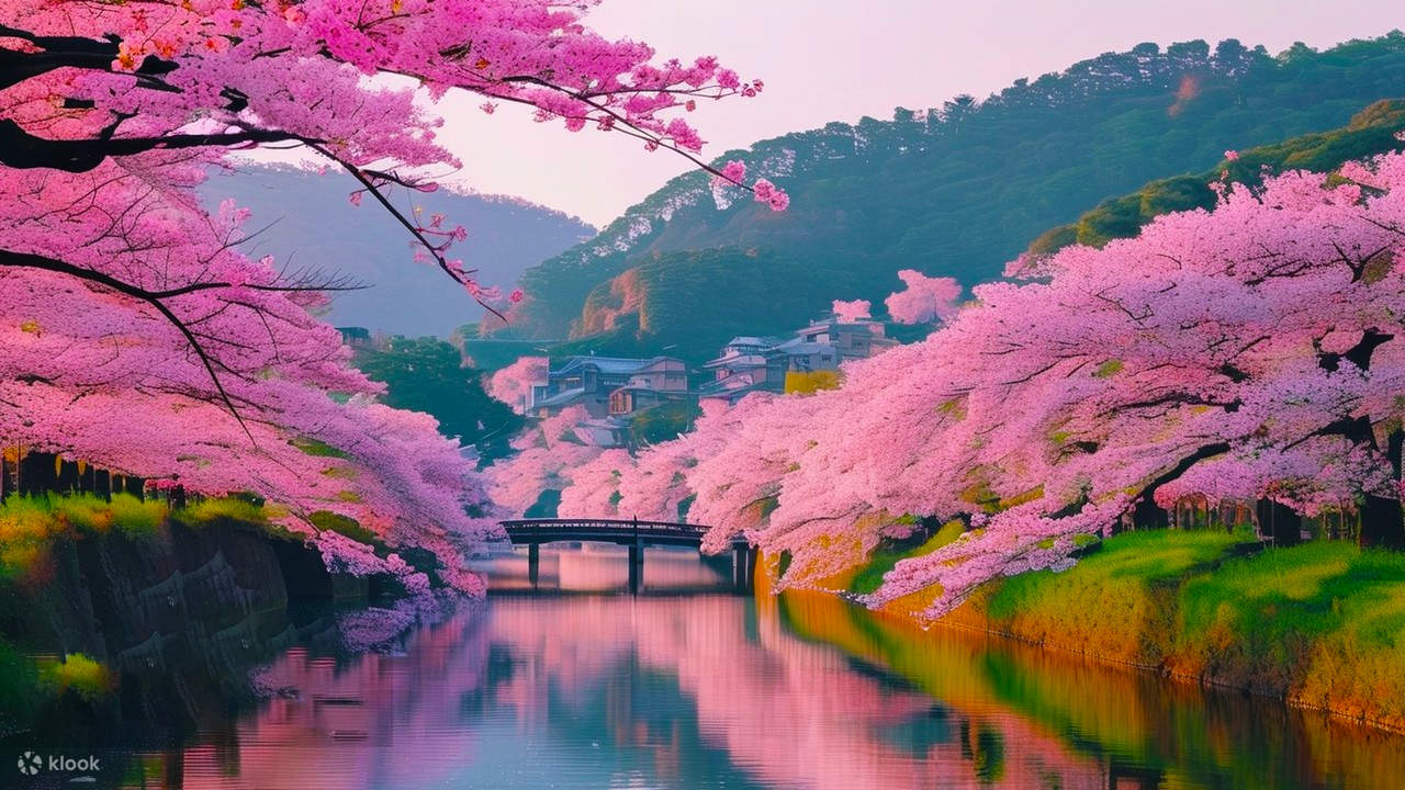 [Kyoto Cherry Blossom Viewing] Nara Park & Arashiyama Train & Fushimi ...